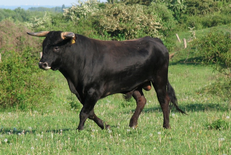 The Breeding-back Blog: The skulls of two Taurus bulls