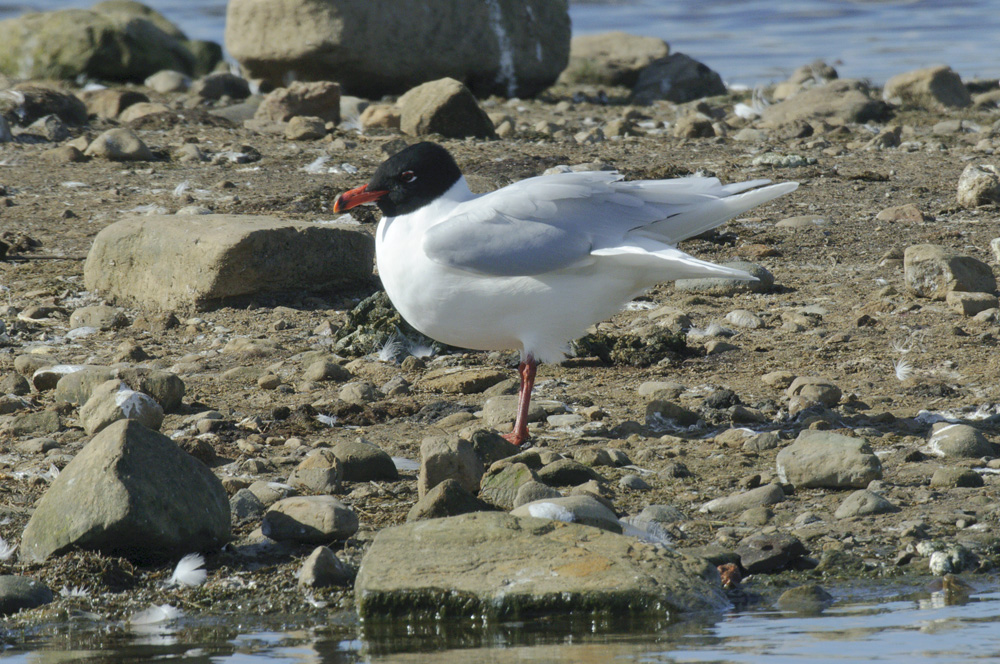 UK Gulls