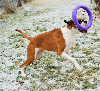 Dog Madness: Puller An Unique Interactive Training Device For A Healthy ...