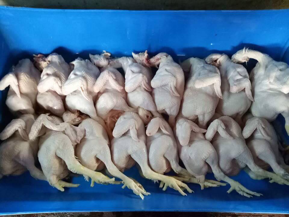 Ayam Segar Latif: Pembekal & Pemborong Ayam Segar Selangor