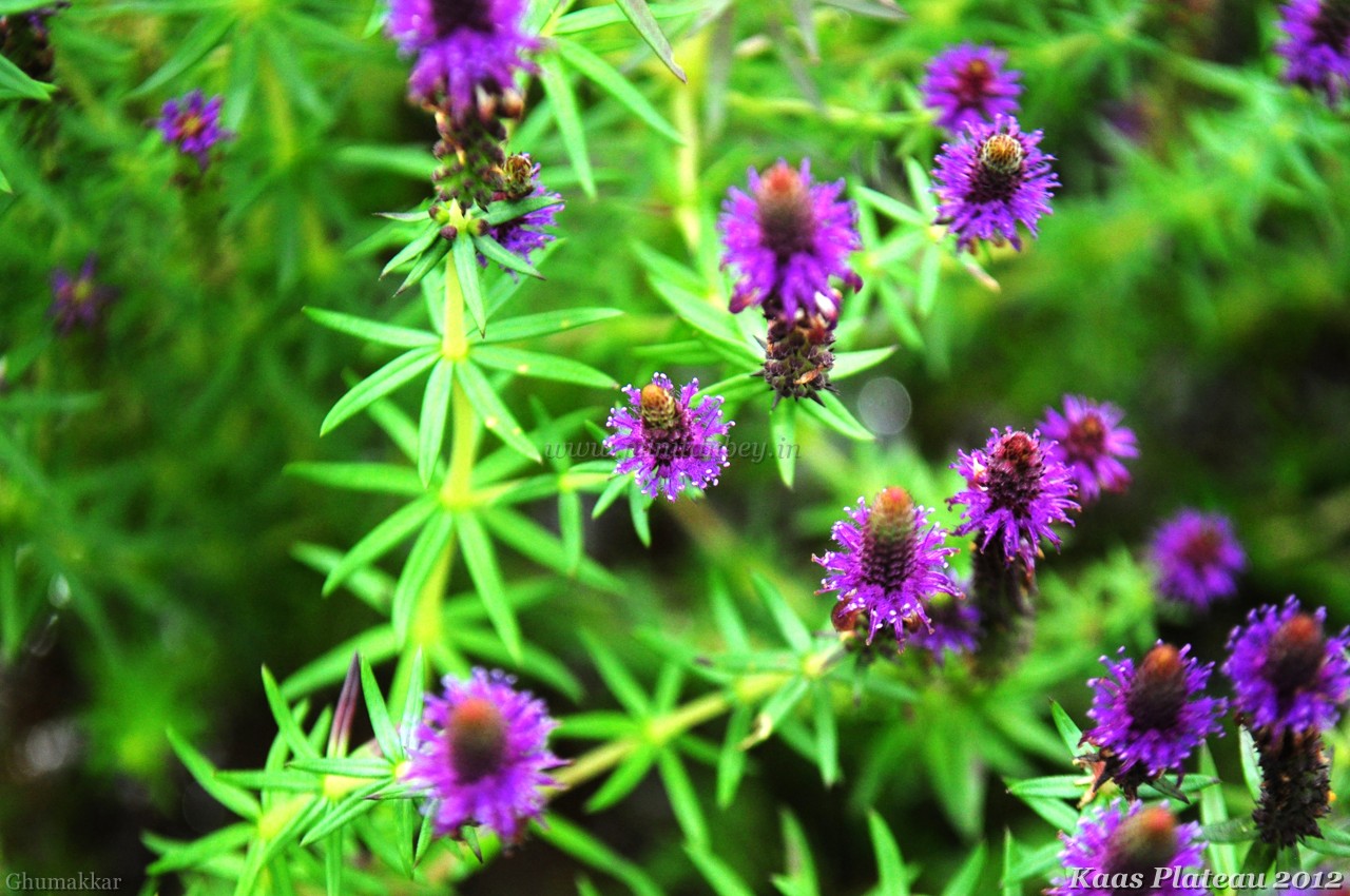 Kaas Plateau: Maharashtra’s own Valley of Flower