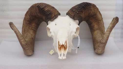 Shirl Ireland's Art Blog: Winter Wonderland