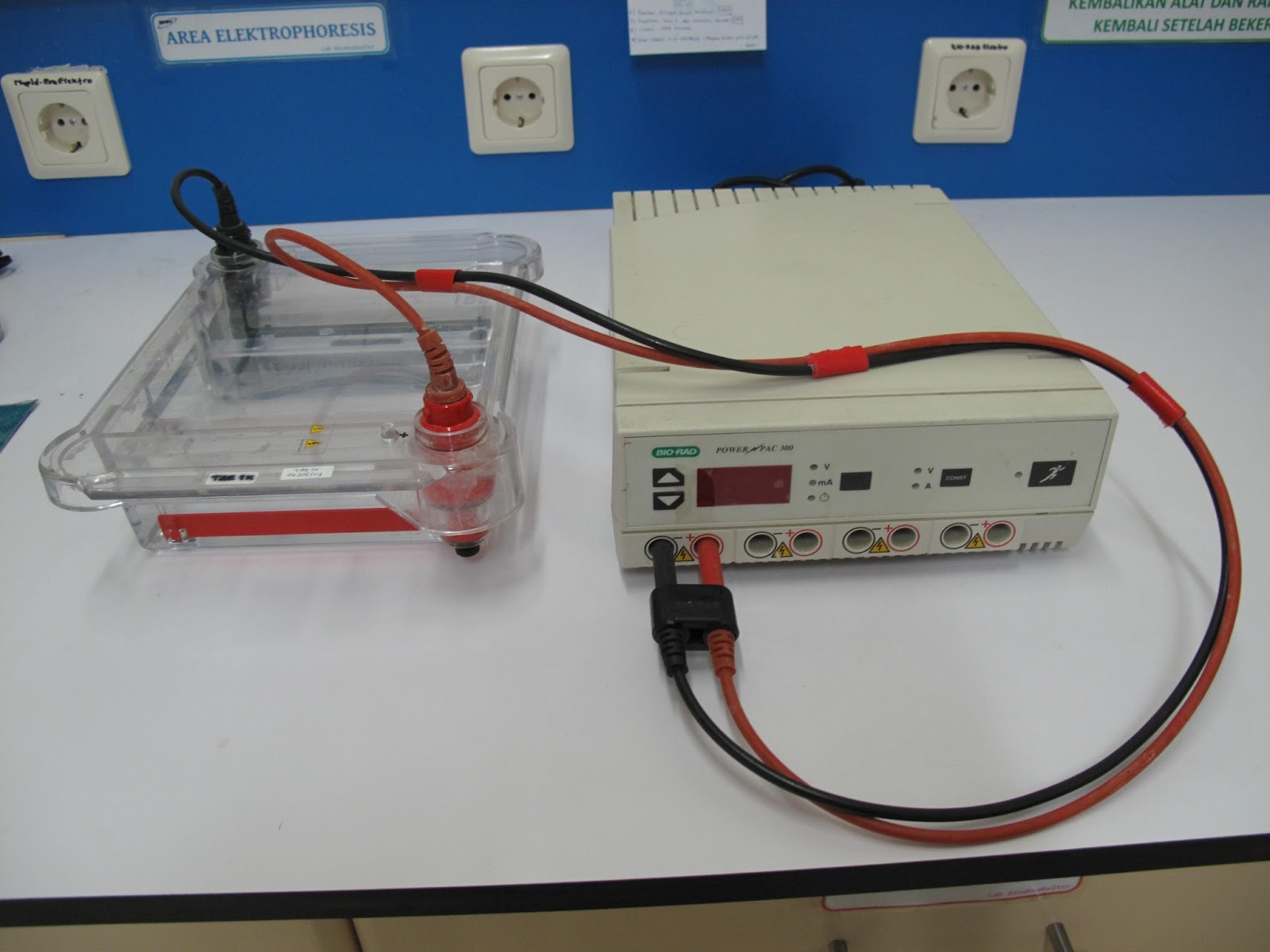 Ekstraksi DNA IKAN (Metode TNES Buffer)