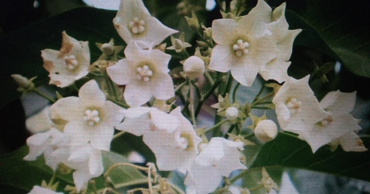 Fuziah Sulaiman blog: Jom kenali Flora BUNGA KEMUNING di Laman WOMA ...