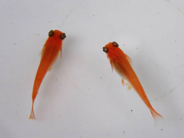 Goldfish Garage: A Two Car Fishroom: Medaka: Japanese Rice fish ...