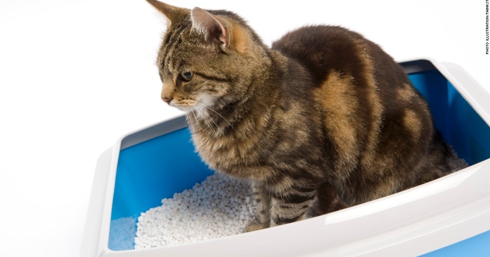 Cuka - Petua Elakkan Kucing Berak Merata Halaman