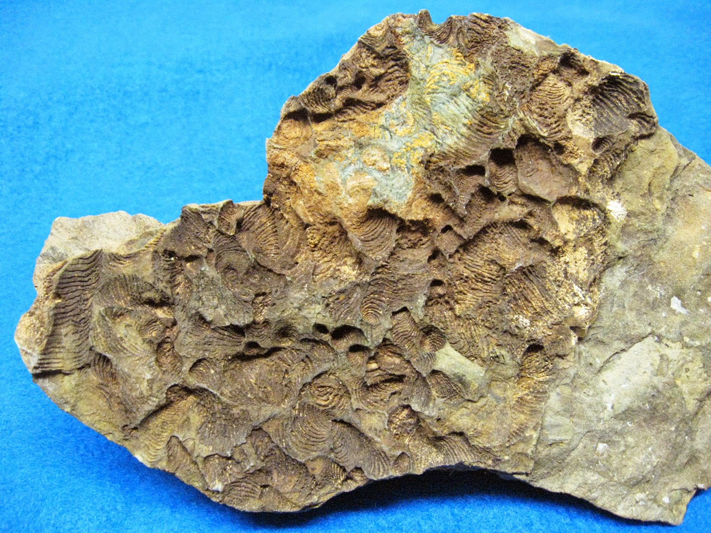 PALEO & GEO TOPICS: Comments by R. L. Squires: Helicoplacus, an Early ...