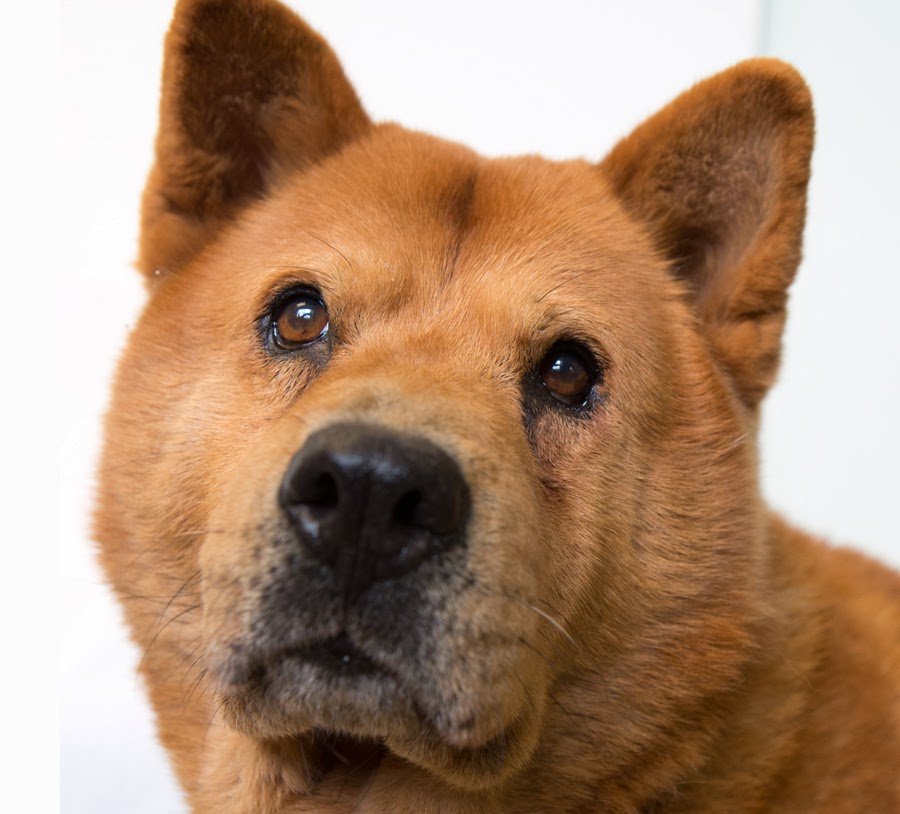 Shiba Chow Mix