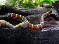 Mengenal ikan kuhli loach - ikan atau belut? ~ Aquascape Batang