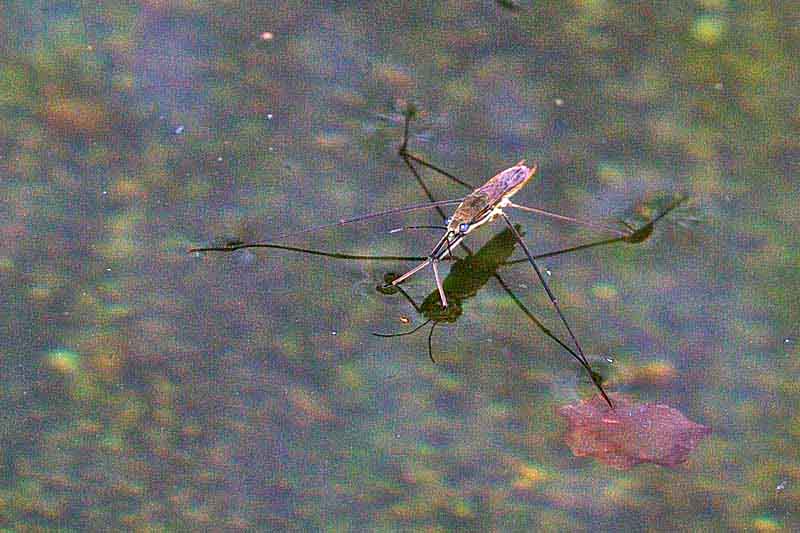 Ryukyu Life: Bug Photo: The Common Water Slider