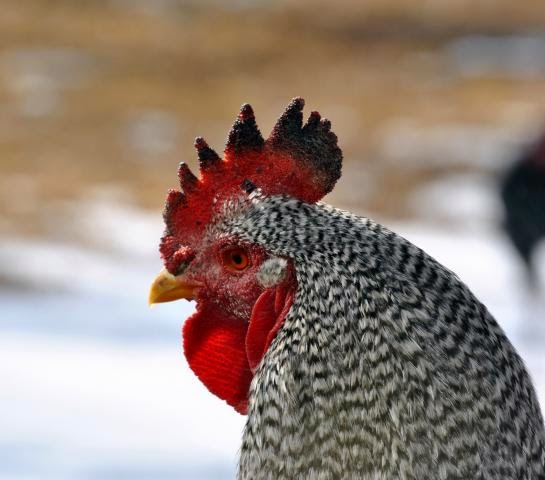 Preparing Your Rooster's Comb for Winter - Amy K Fewell | Homesteading ...