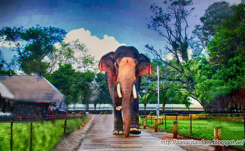 Kerala Elephants Images | Kerala elephants wallpapers HD | Kerala ...