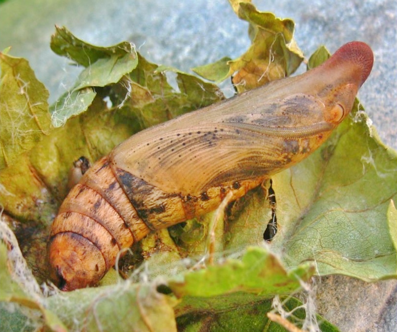 Biodiversity of Cyprus by NGO Protection of the Natural Heritage and ...