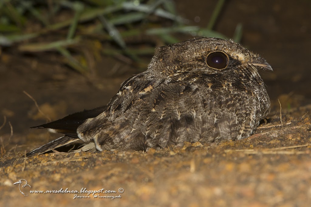 Aves del Nea: Atajacaminos ala negra (Sickle-winged Nightjar ...