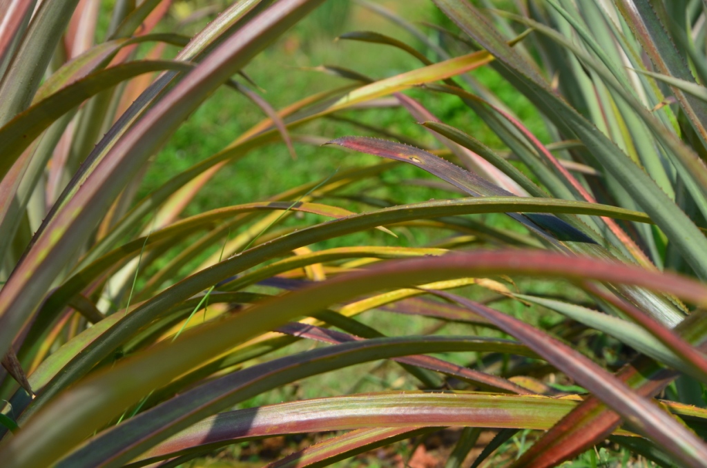 My little vegetable garden: Growing Pineapple: ready to bear fruit.