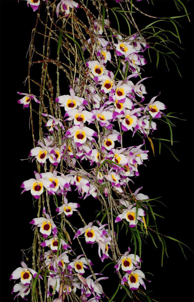 Dendrobium falconeri care and culture | Travaldo's blog