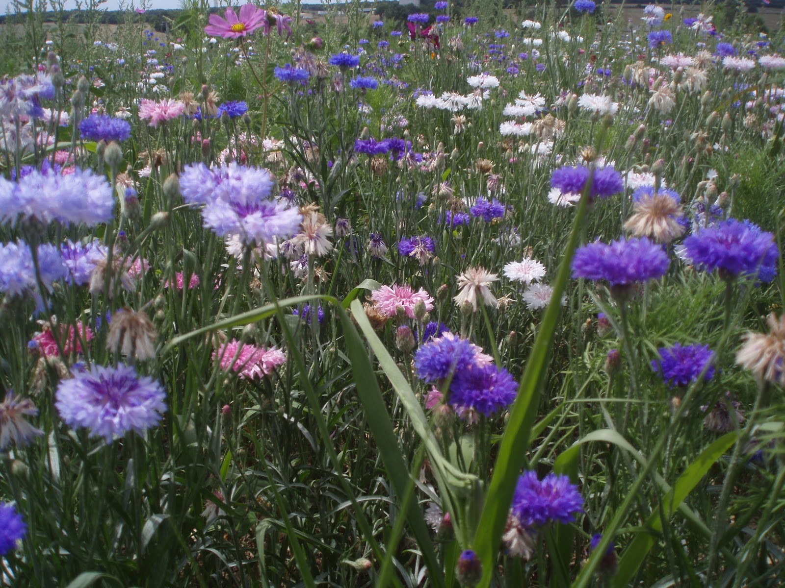 Real Life According to Emma: Flower Power