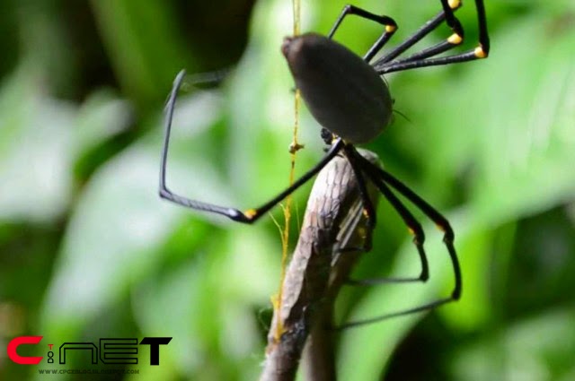 Spider Versus Snake - CPGHD