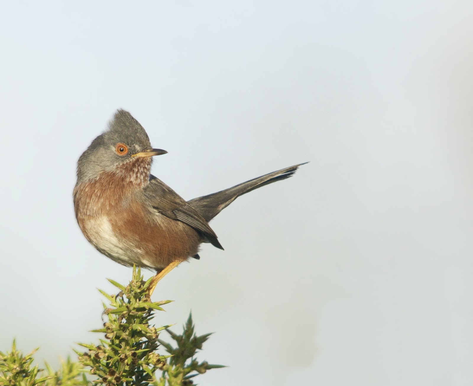 The Diary of a Young Birder