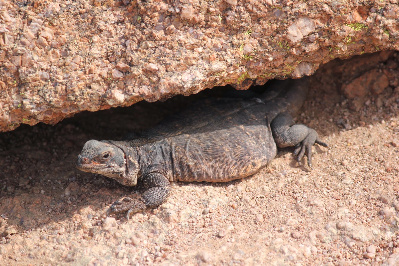 Along the Geronimo Creek: Hiking Echo Canyon Trail to Camelback Mountain