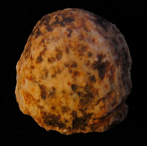 Louisville Fossils and Beyond: Feb 25, 2011