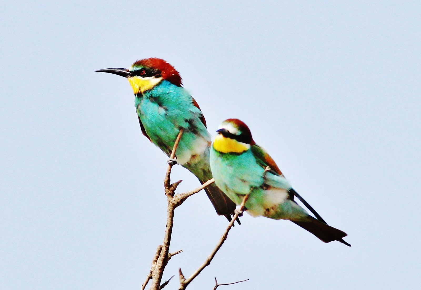 Biodiversity of Cyprus by NGO Protection of the Natural Heritage and ...