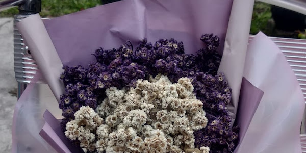 Buket bunga edelweis - IJORASHOP