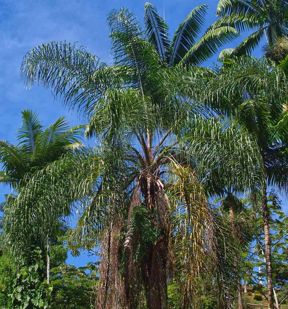 OH57B Retail Nursery Operations: Syagrus romanzoffiana