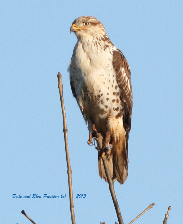 Elva's Field Notes: Ferruginous Hawk