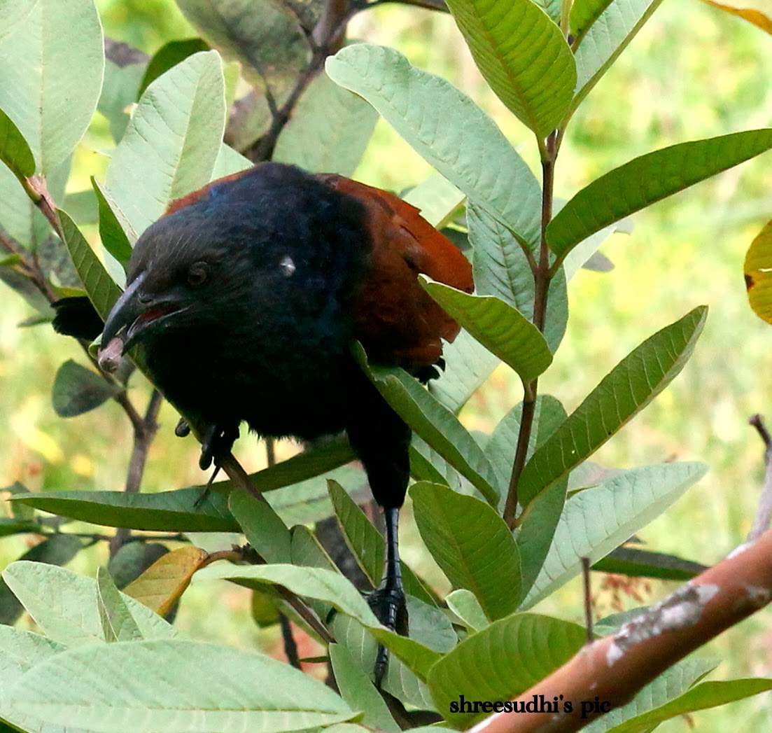 Birds with shutterbug
