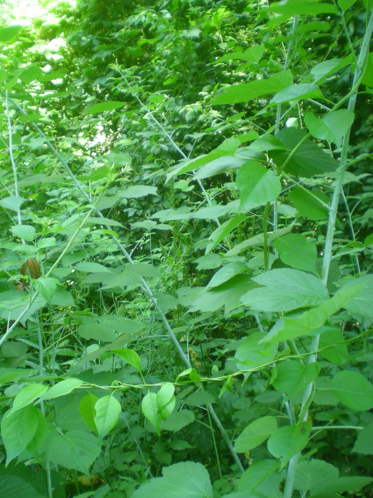 Foraging for Wild Black Raspberries – Richly Rooted