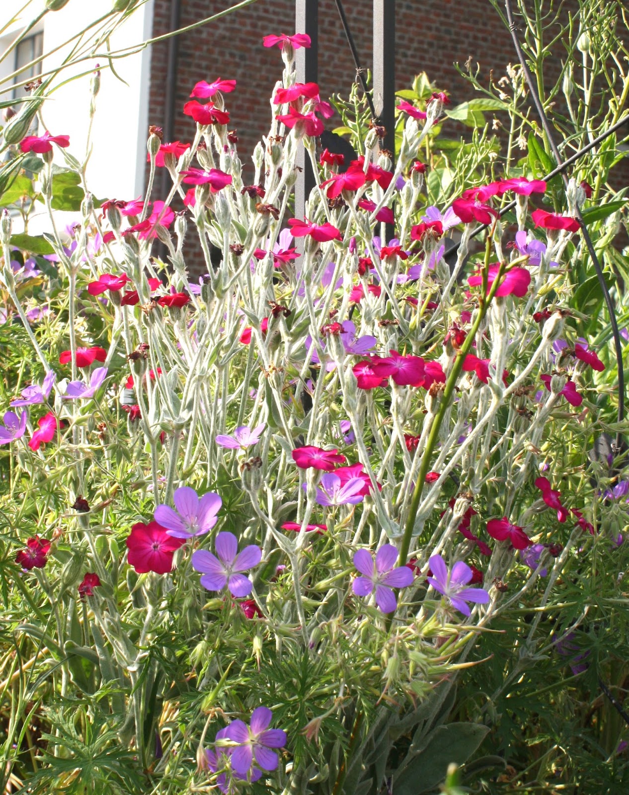 Jardin à Welekete: Lychnis coronaria