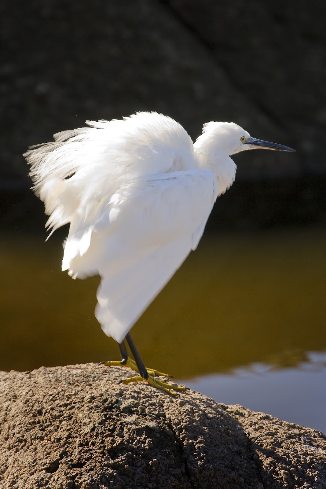 Miguel Alsan: GARCETA COMUN.