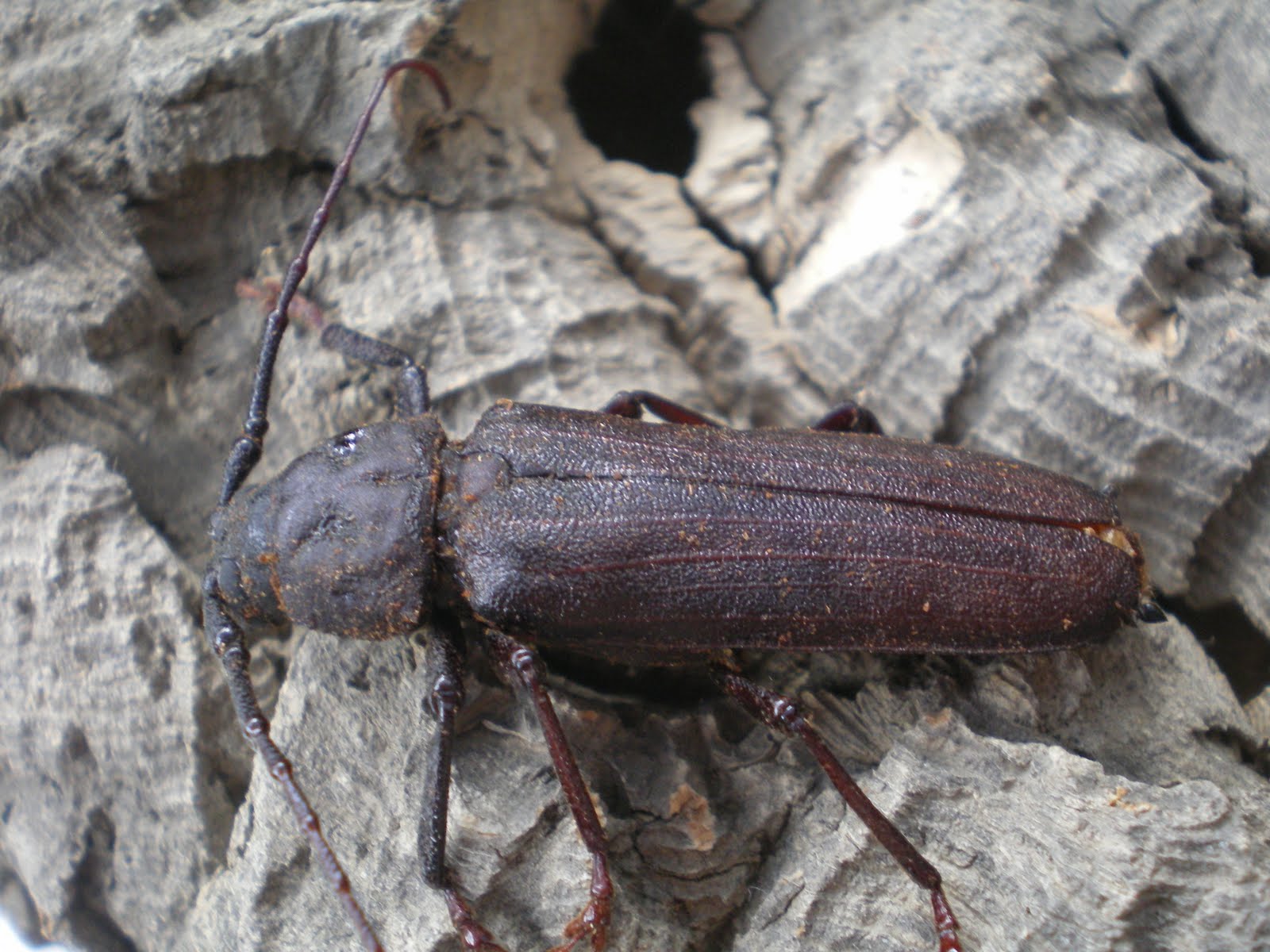 INSECTOS: CERAMBYX CERDO