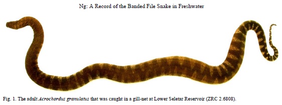 Celebrating Singapore's BioDiversity!: No longer extinct: a swamp ...