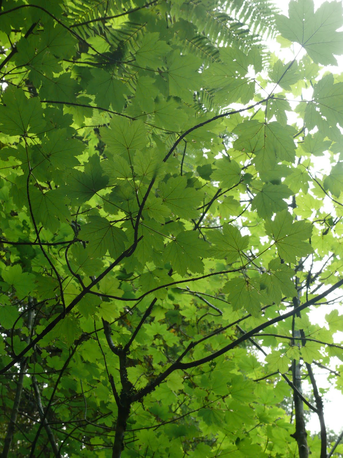 an extension to Grrr's mind...: The redwoods in Rotorua