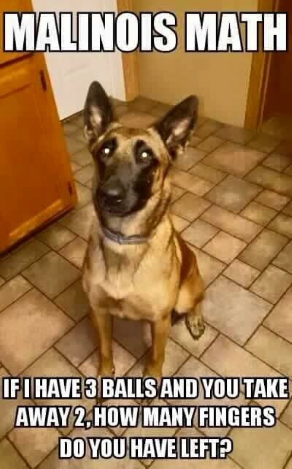Service dog memes always bring out the smiles (40 Pics ...