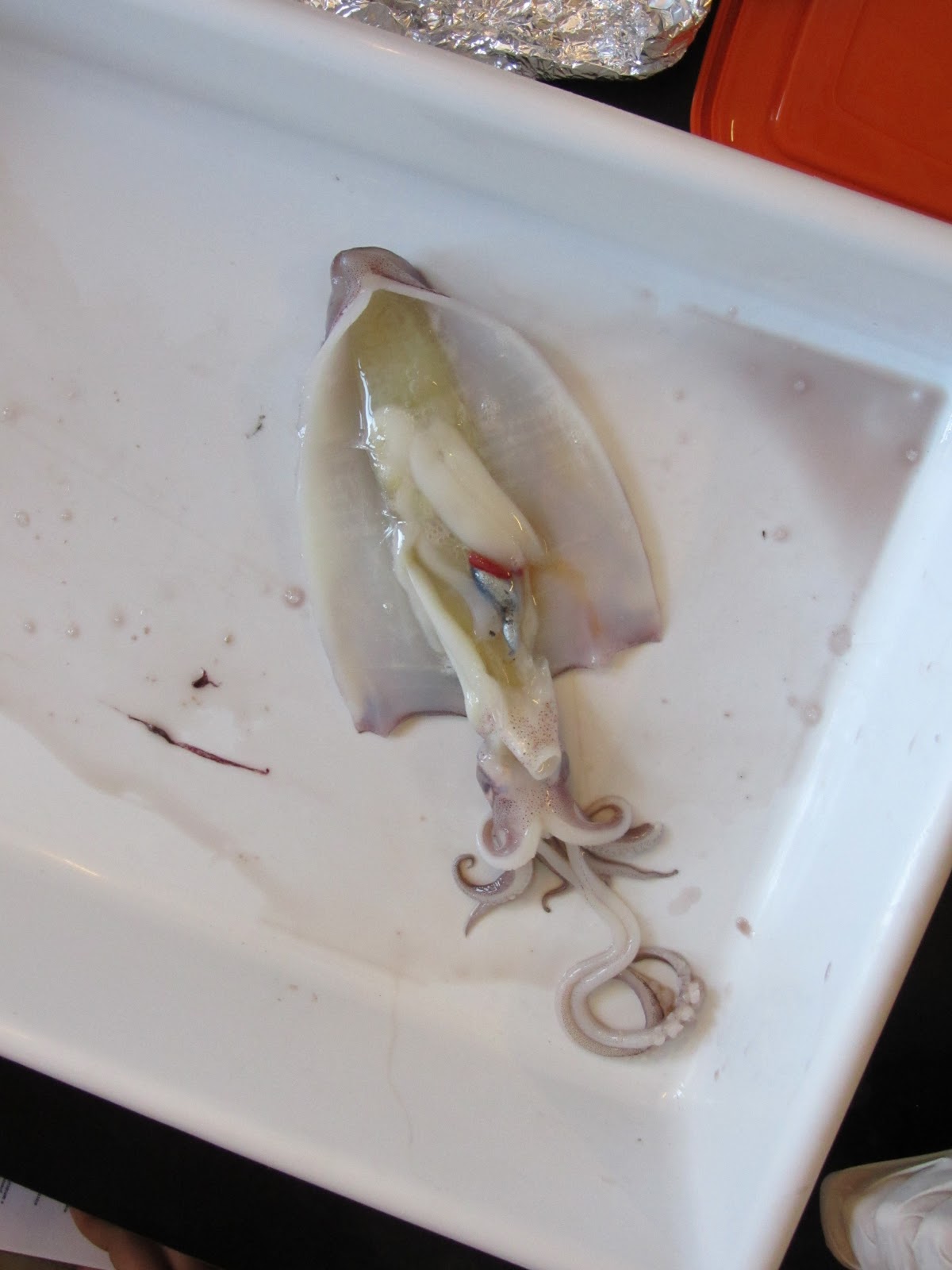 STELLA MARIS CIENCIA: 1º ESO durante la disección de un calamar