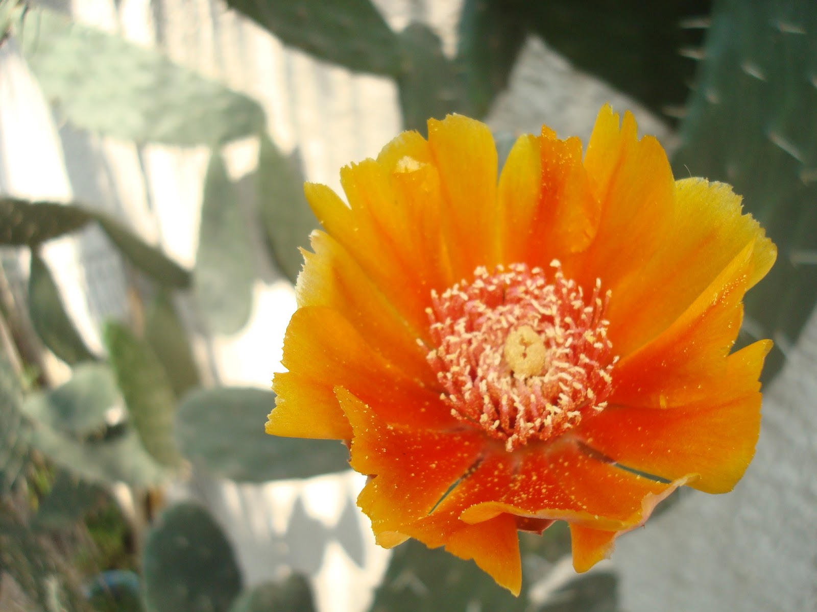 sancarlosfortin: flor de nopal opuntia elatior