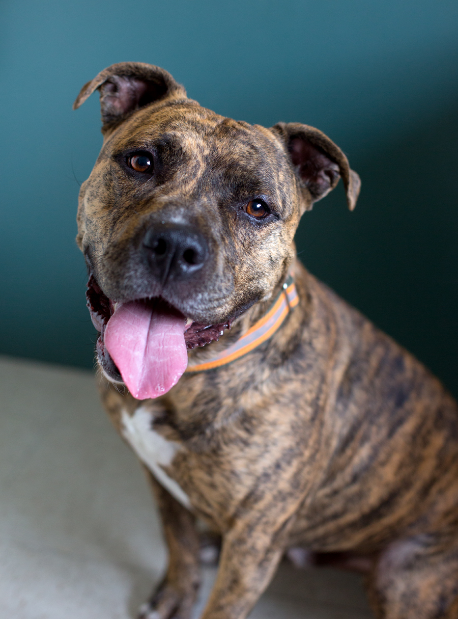 Shelter Dogs of Portland: TITAN" handsome brindle pitbull