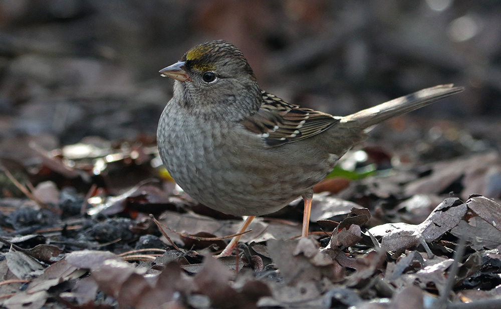 The Bruce Mactavish Newfoundland Birding Blog: Winter Golden-crowned ...