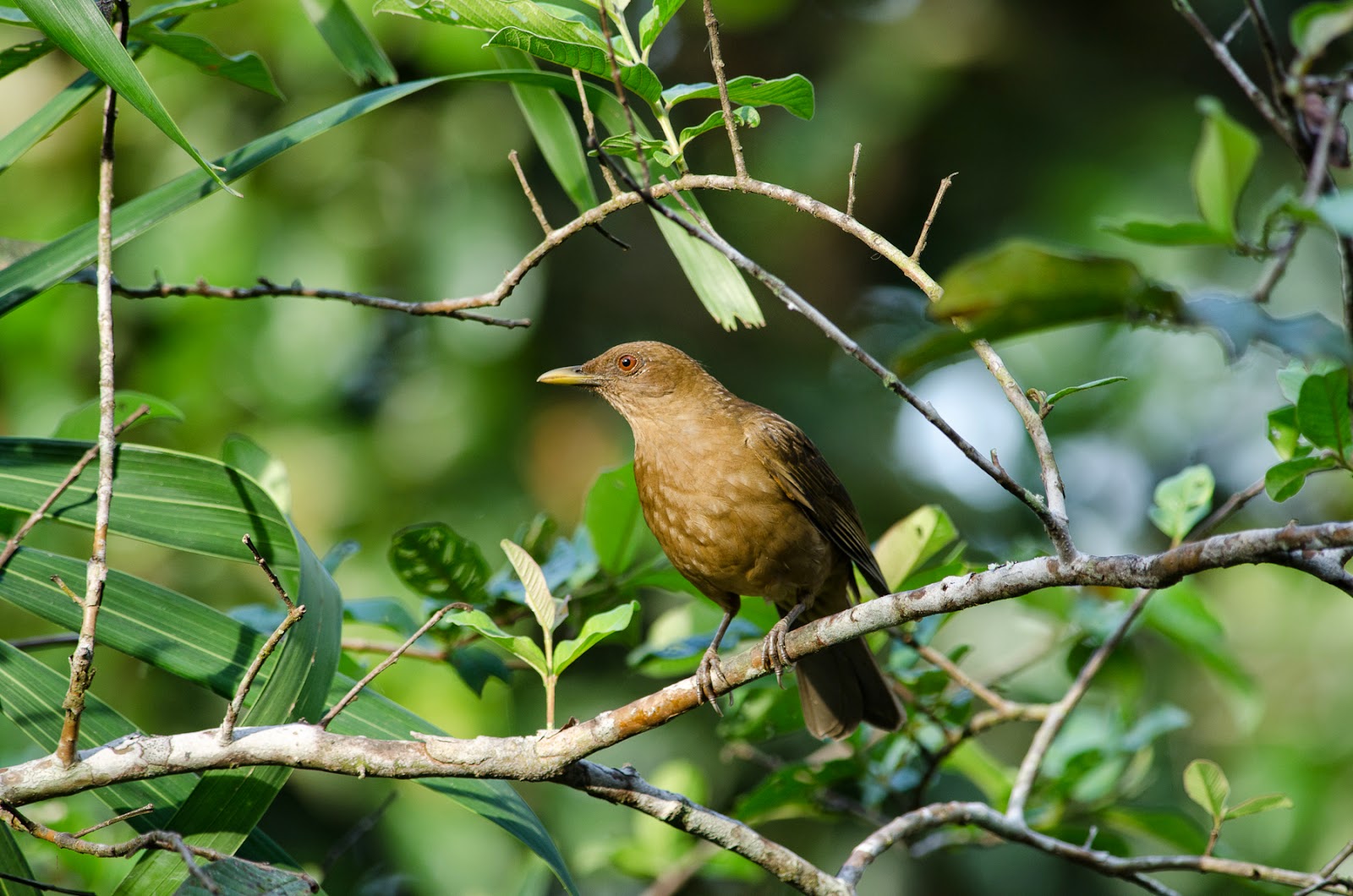 Bellas Aves de El Salvador: Turdus grayi (chonte o senzontle) Residente