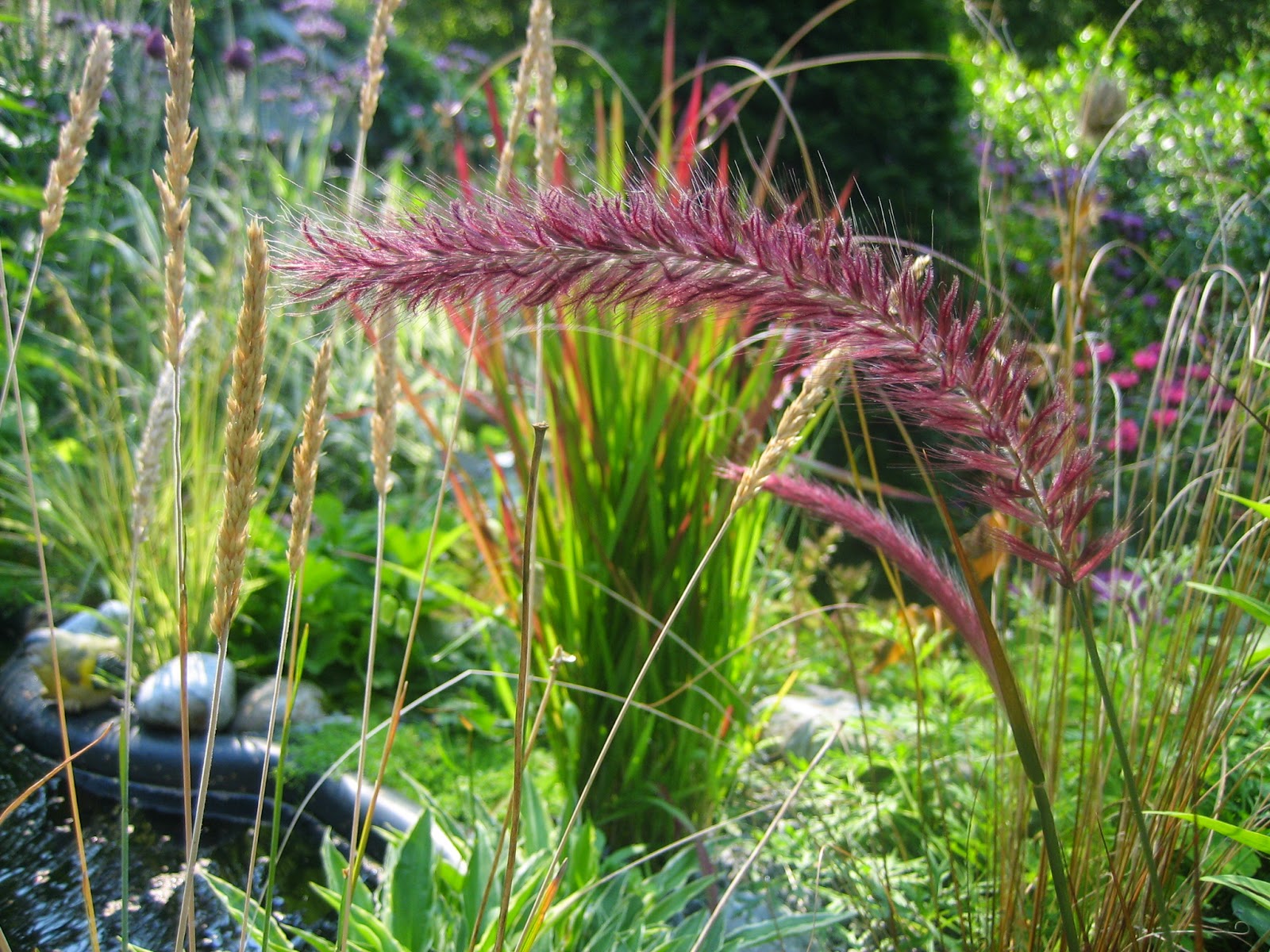Pienen pihan suuria unelmia: Heinien hurmaa!