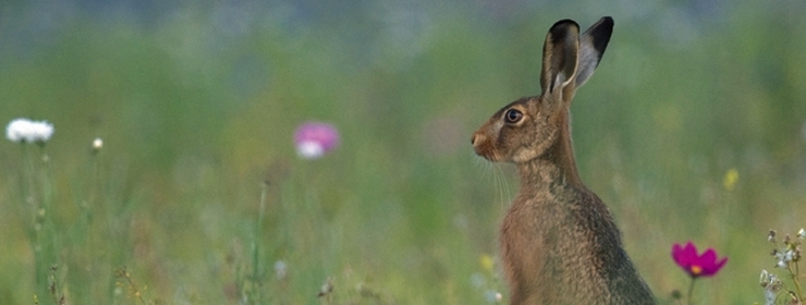 The Leveret: Hare and Meadow Flowers