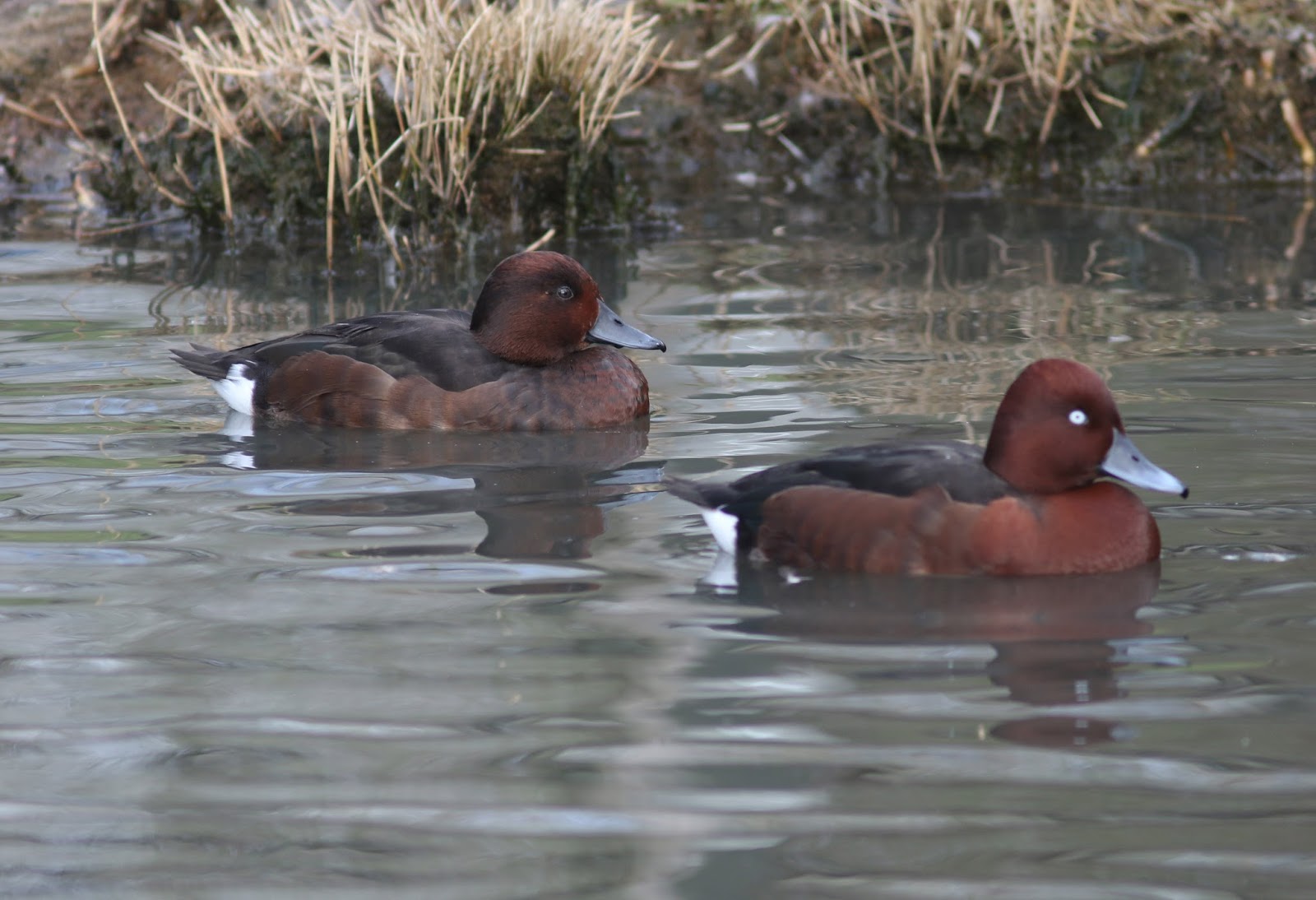 Non-Stop Birding: Ferruginous Duck and hybrids