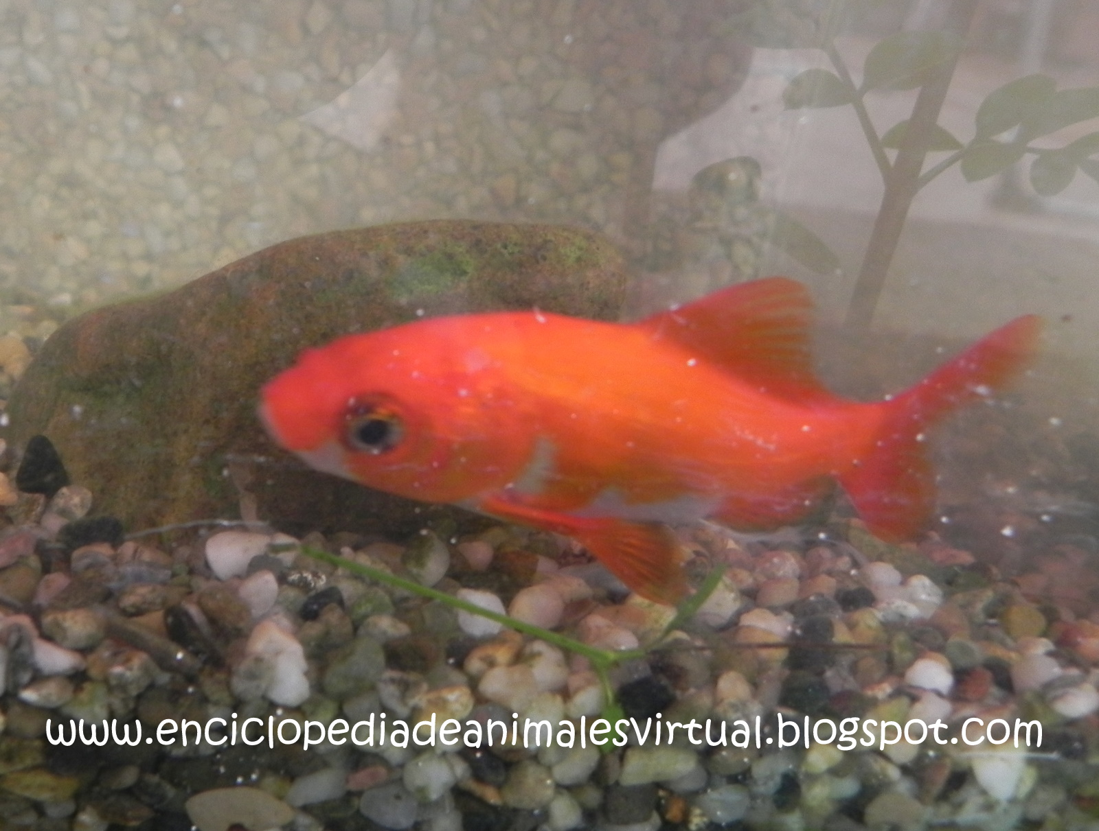 Fichas de Animales: Carpín Dorado