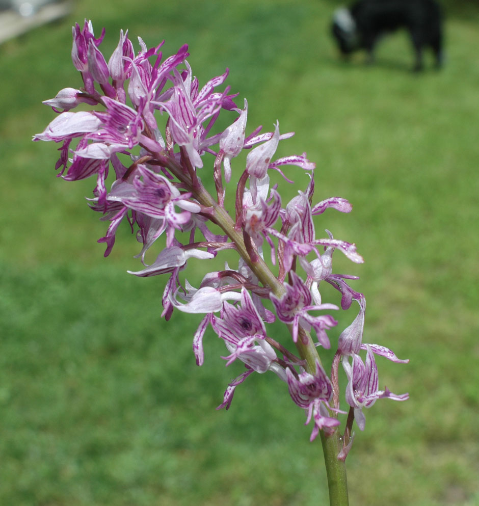 Antipodes: Varieties of orchids at Gamone