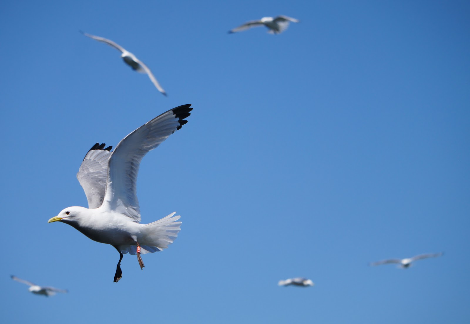 We Bird North Wales: Puffin Island with SCAN