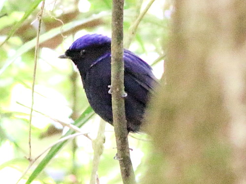 Birding North Unst: 25th February 2017 Mount Lang Biang