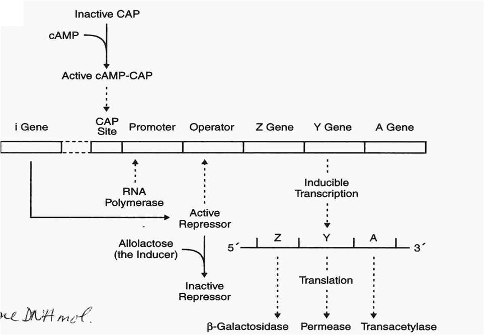 Gene Regulation In Lac Operon at Randy Stambaugh blog